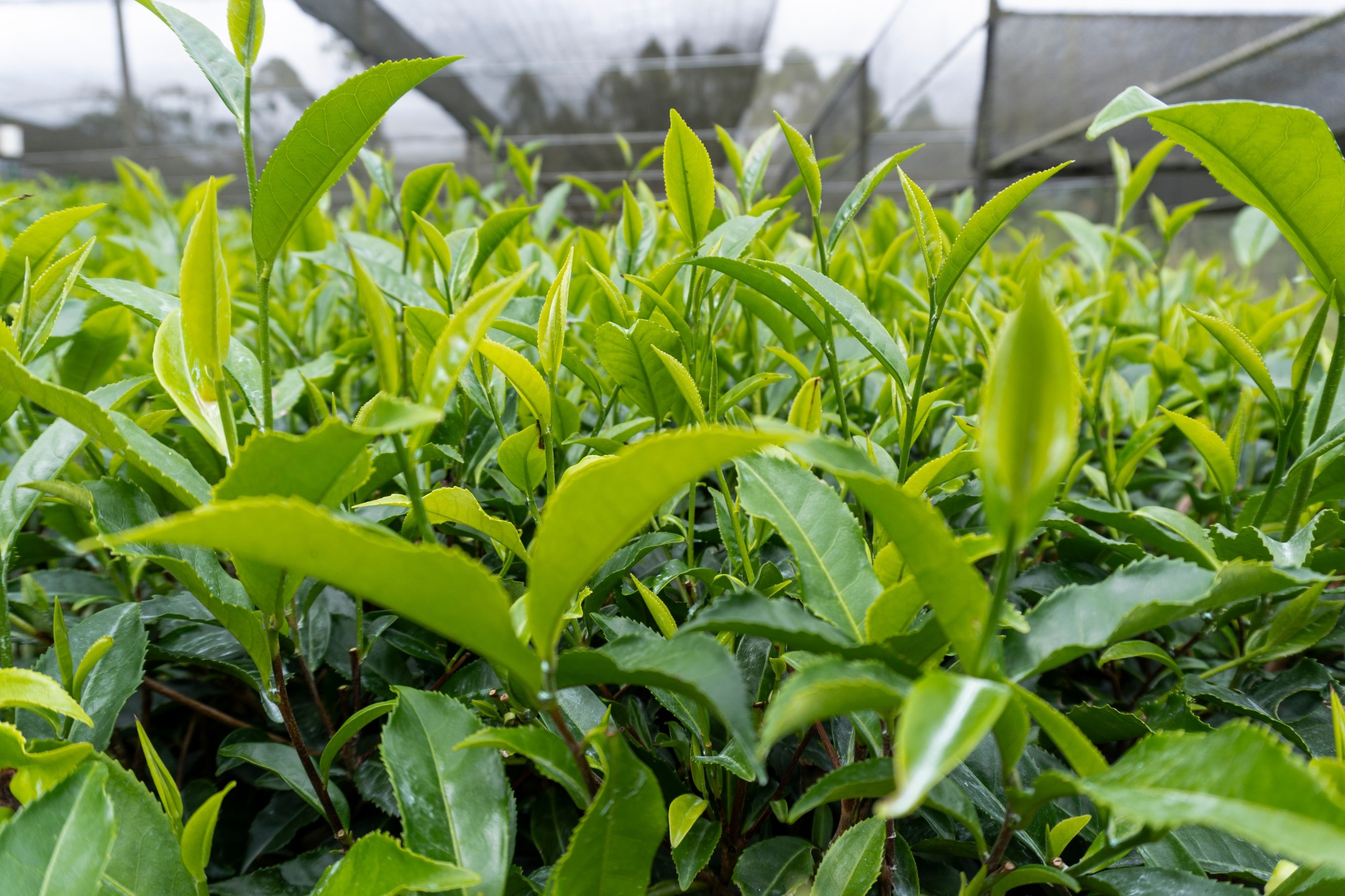 The Exquisite Flavor and Benefits of Ceylon Black Tea - SereniTea Room